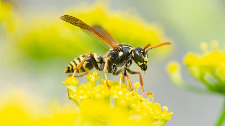 Lives of Wasps: Insights into Lifespan, Colony Formation, Survival